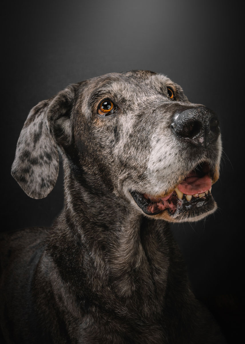 Two Years of Memories With Fetch Photo Truck: A Retrospective ...