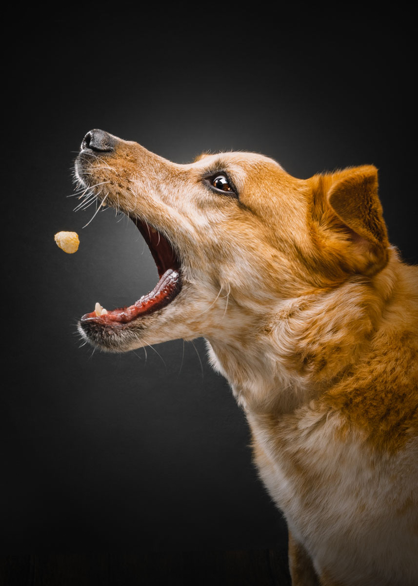 Two Years of Memories With Fetch Photo Truck: A Retrospective ...