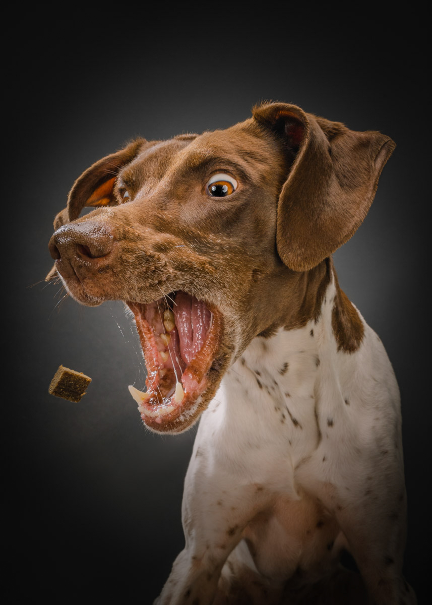 Two Years of Memories With Fetch Photo Truck: A Retrospective ...