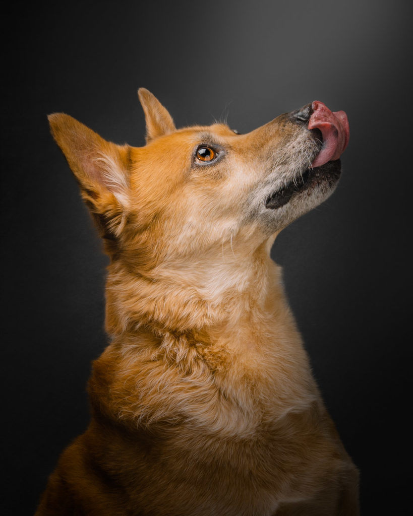 How a Mobile Studio Makes Legendary Dog Photos - Denver Dog ...