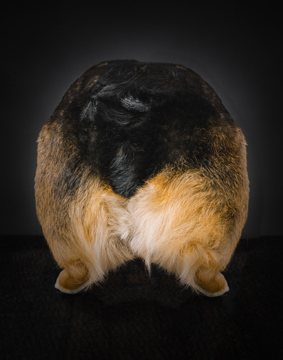 How a Mobile Studio Makes Legendary Dog Photos - Denver Dog ...