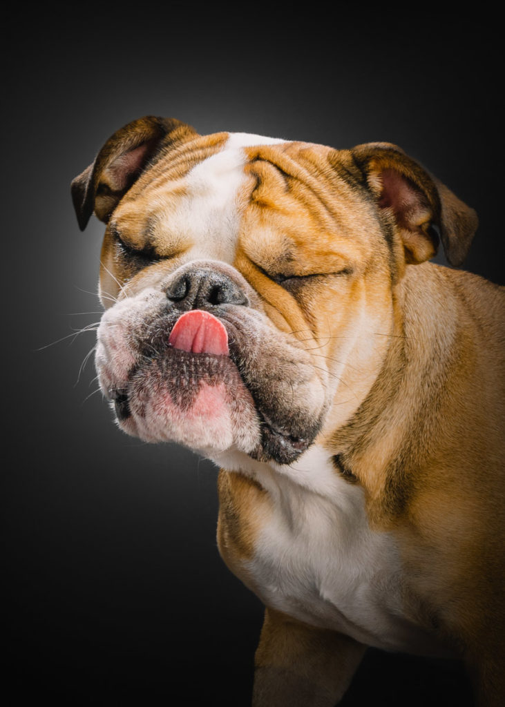 How a Mobile Studio Makes Legendary Dog Photos - Denver Dog ...