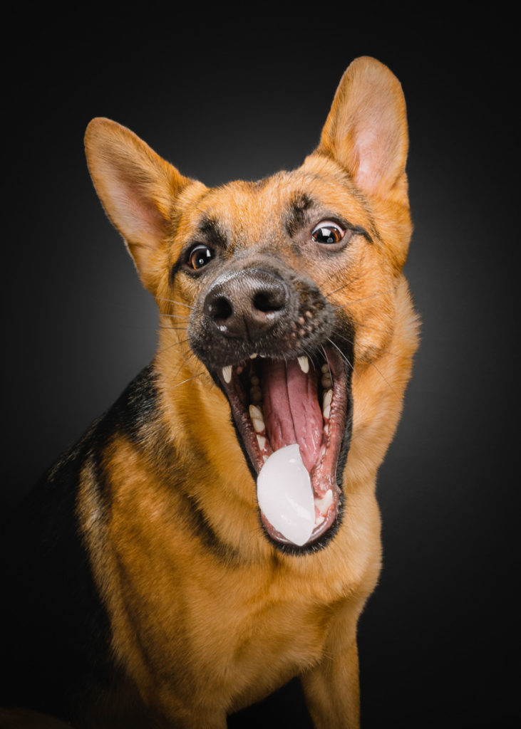 How a Mobile Studio Makes Legendary Dog Photos - Denver Dog ...