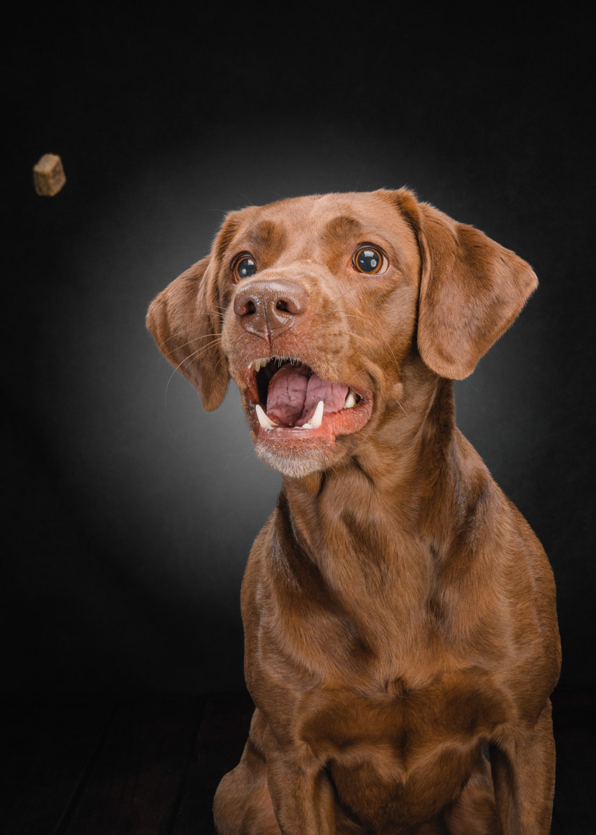 Fetch Photo Truck Featured On Canvas Rebel - fetchphototruck.com