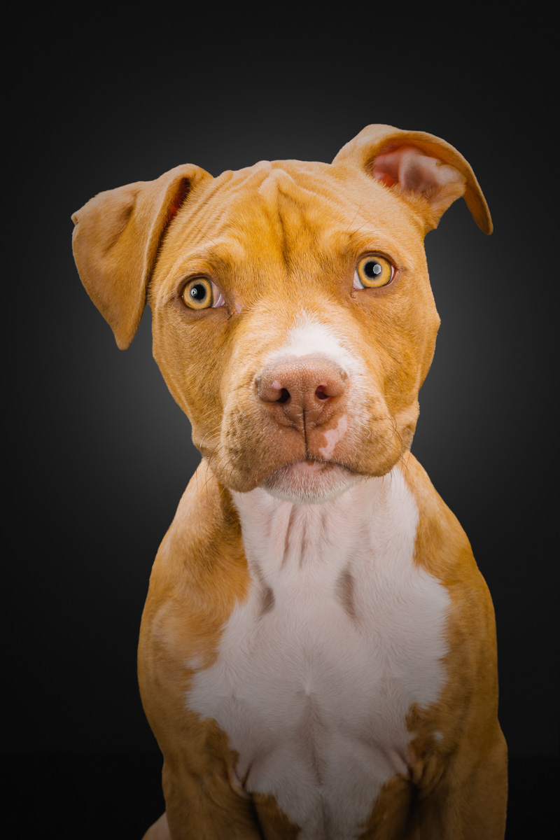 Fetch Photo Truck Featured On Canvas Rebel - fetchphototruck.com