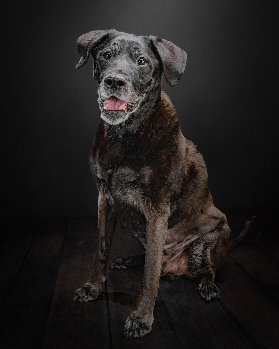 End-of-Life Pet Photographer Joins The Tilly Project | Denver Dog ...