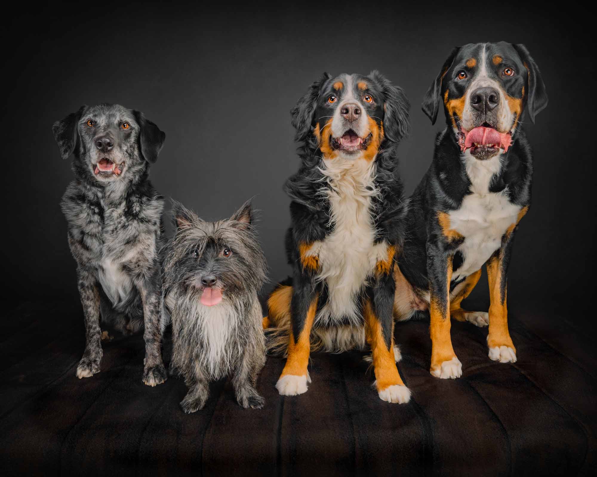 Fetch Featured on Redfin | What is Denver Known For - fetchphototruck.com