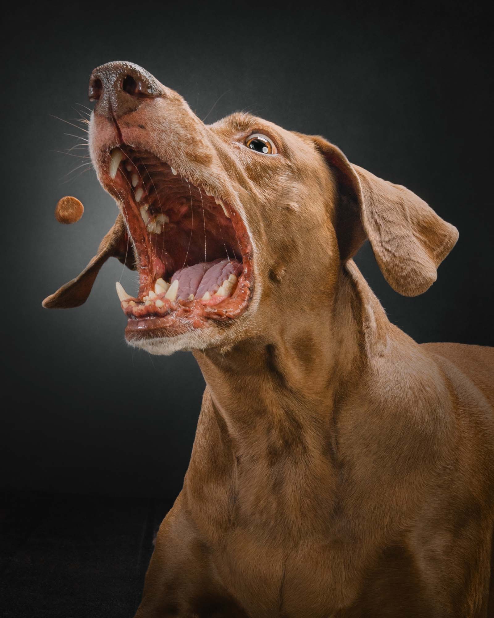 Fetch Photo Truck Interview on Freedom Focus Photography Podcast ...