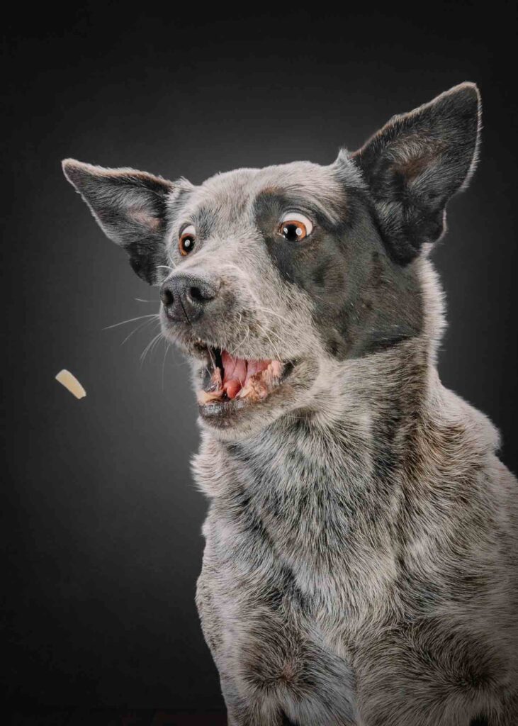 Fetch Photo Truck® Announces U.S.P.T.O Trademark Registration ...