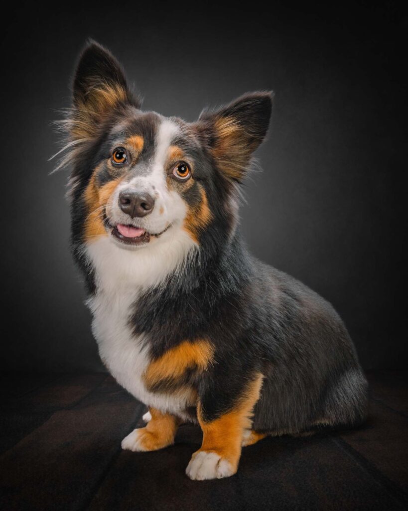 Fetch Photo Truck® Announces U.S.P.T.O Trademark Registration ...